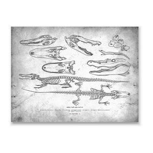 American Alligator Skeleton Wall Art, Reptile Vintage Antique Poster ...