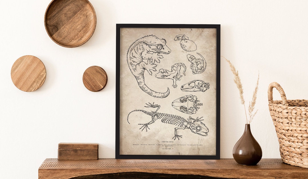 Crested Gecko Skeleton Wall Art, Gecko Skull Drawing, Reptile Species ...