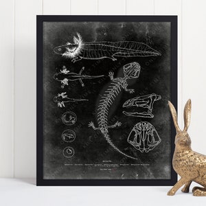 Axolotl Skeleton Art Print, Axolotl Skull Drawing, Anatomical Wall Art ...