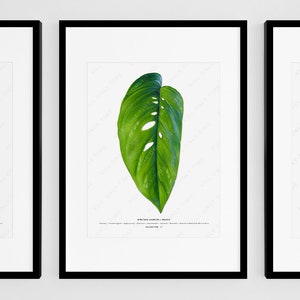 Monstera Adansonii Narrow Form Art Print- Monstera Art, Botanical ...