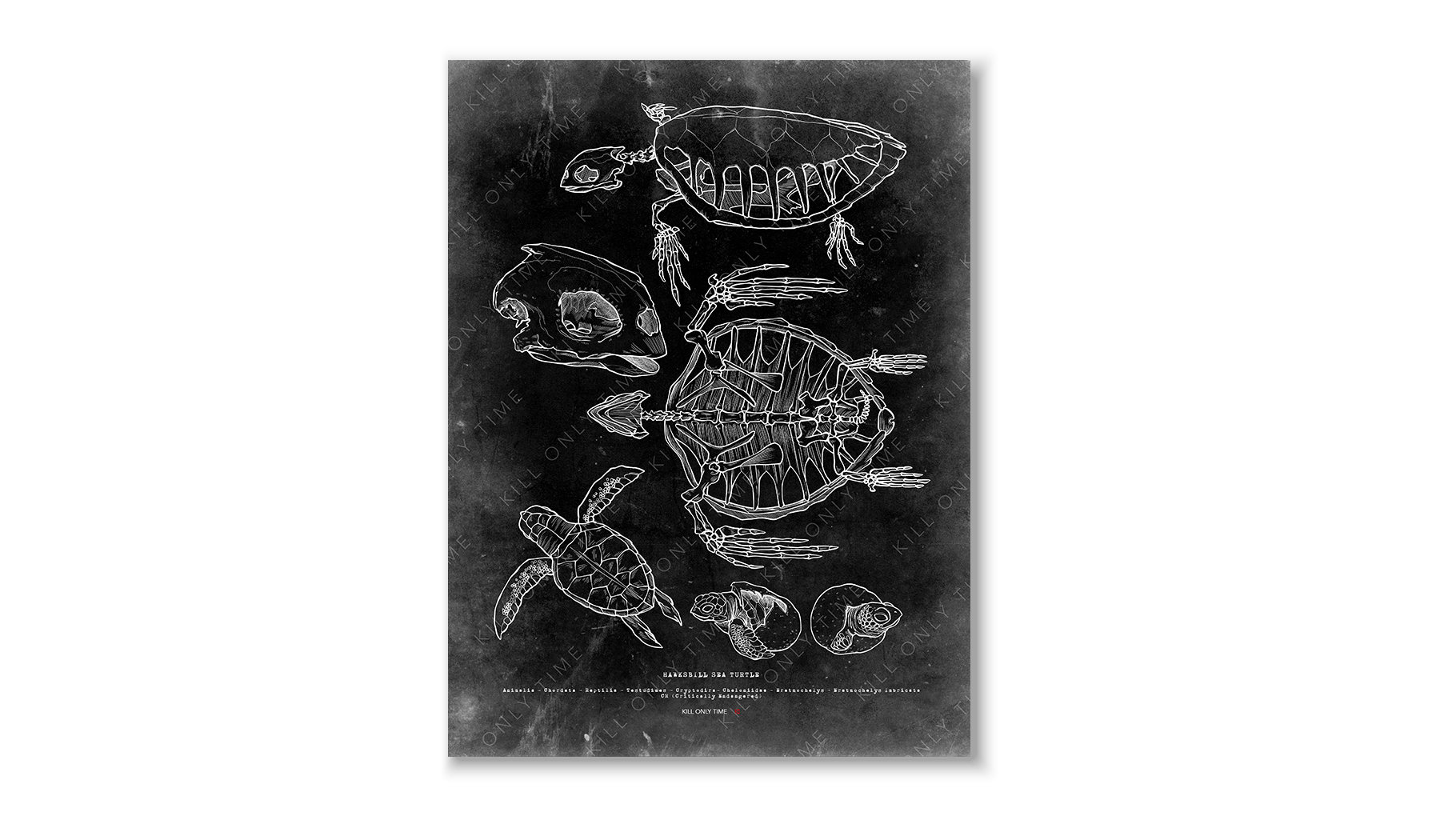 Hawksbill Sea Turtle Skull Wall Art Vintage Antique Drawing Art Print ...