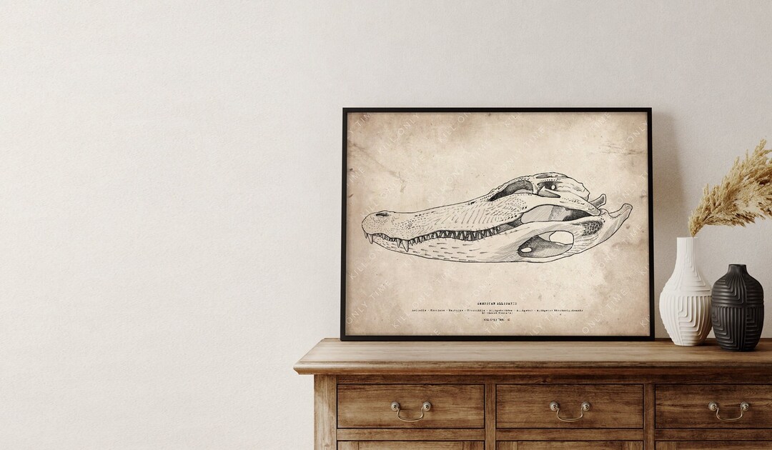 American Alligator Skull Wall Art, Alligator Anatomical Art Drawing ...