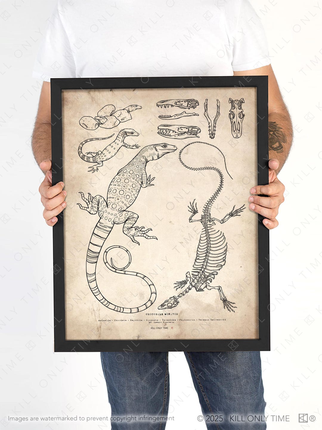 Crocodile Monitor Skeleton Art Print, Reptile Skull Drawing, Anatomical ...