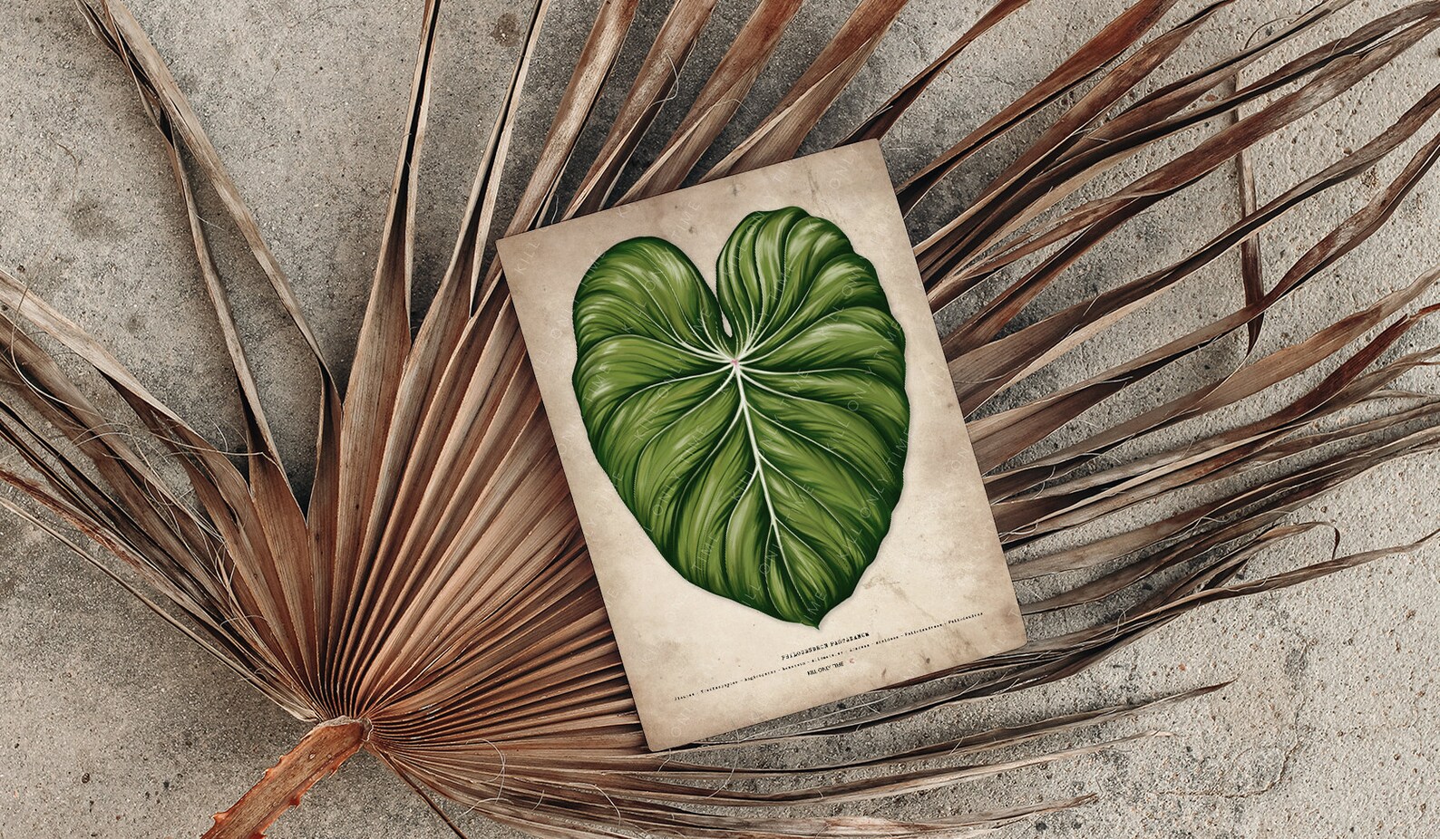 Philodendron Pastazanum Wall Art Philodendron Print House - Etsy