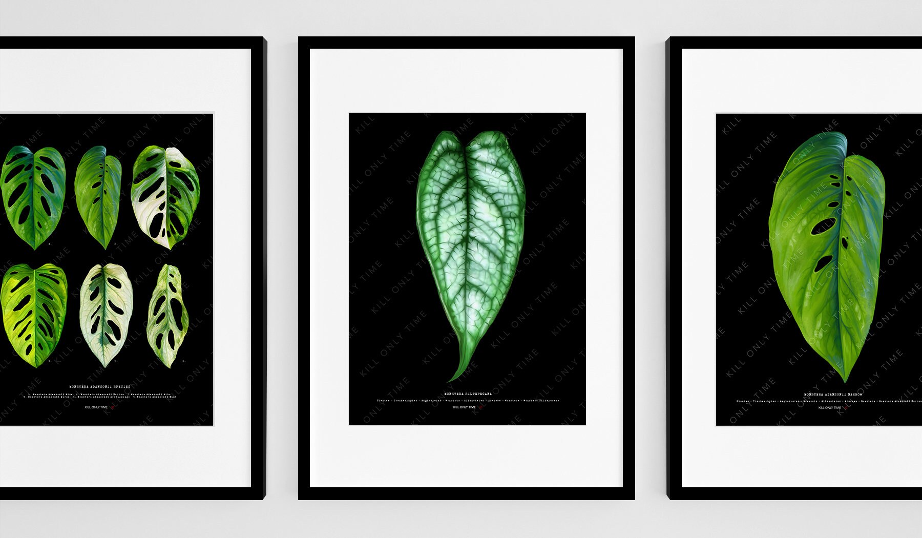 Monstera Siltepecana Art Print Monstera Print House Plant - Etsy