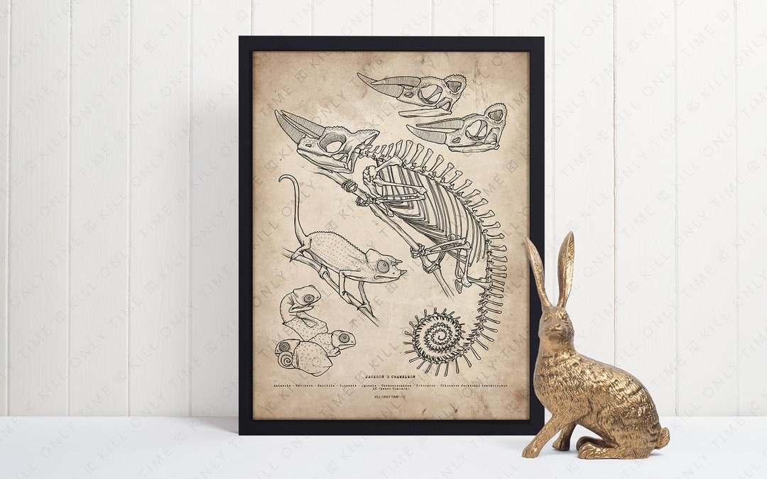 Jackson's Chameleon Skeleton Wall Art, Trioceros Chameleon Skull ...