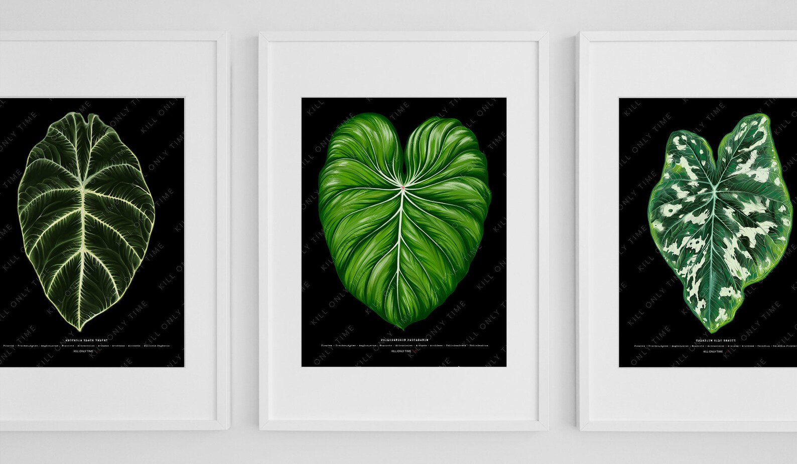 Philodendron Pastazanum Wall Art Philodendron Print House - Etsy