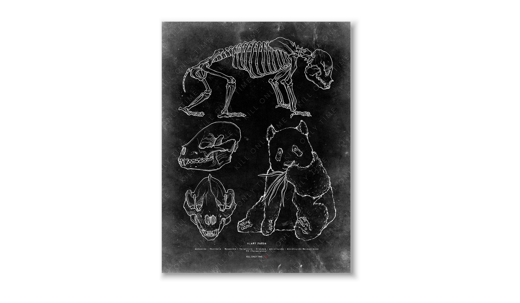 Giant Panda Skeleton Wall Art Chinese Panda Skull Drawing, Endangered ...