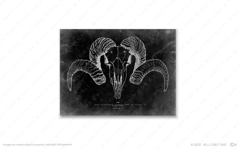 Ram Skull Wall Art Bighorn Ram Sheep Skeleton, Farm Animal Skull ...