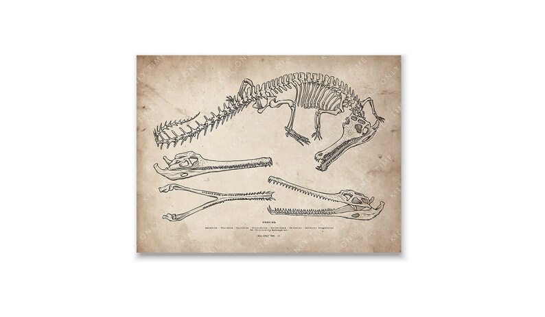 Gharial Skull Wall Art Vintage Antique Drawing Art Print, Gharial ...