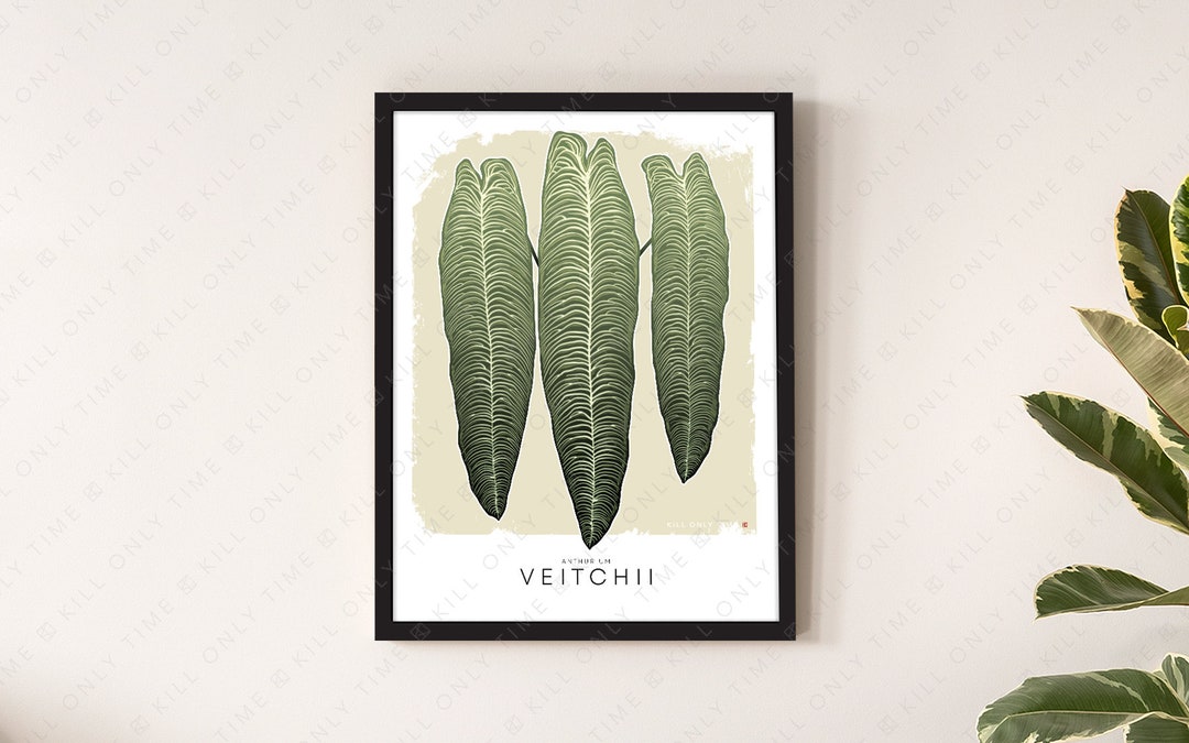 Modern Anthurium Veitchii Art Print: Hand-drawn Botanical King Plant ...