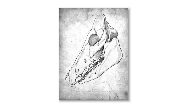 Wild Boar Skull Art Print Wild Pig Skeleton Drawing, Farm Animal Skull ...