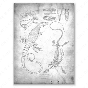 Crocodile Monitor Skeleton Art Print, Reptile Skull Drawing, Anatomical ...