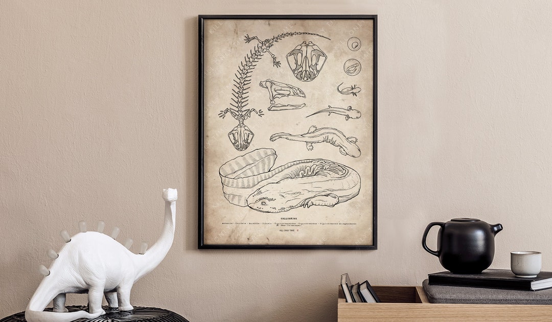 Hellbender Skeleton Wall Art, Giant Salamander Skeleton Drawing ...