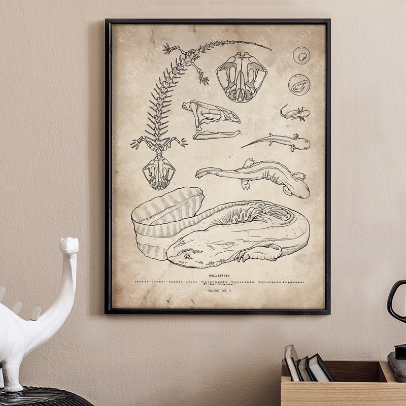Salamander Species Poster - Etsy