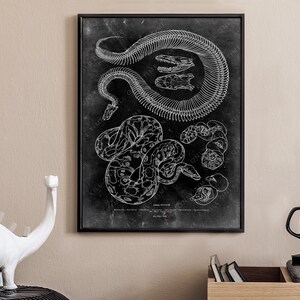 Ball Python Skeleton Wall Art, Snake Skull Drawing, Reptile Anatomical ...