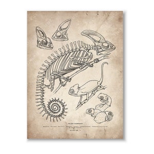 Veiled Chameleon Skeleton Wall Art, Chameleon Skull Drawing, Reptile ...