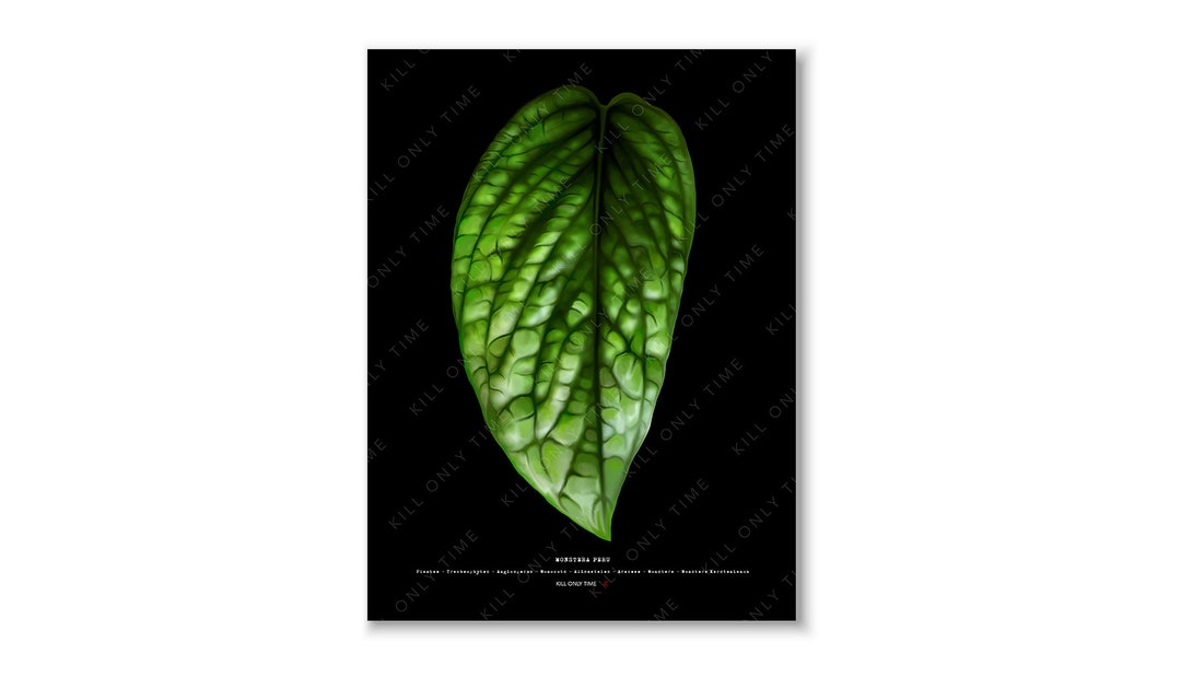Monstera Peru Art Print, Monstera Leaf Print, Tropical Plant Poster ...