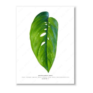 Monstera Adansonii Narrow Form Art Print- Monstera Art, Botanical ...