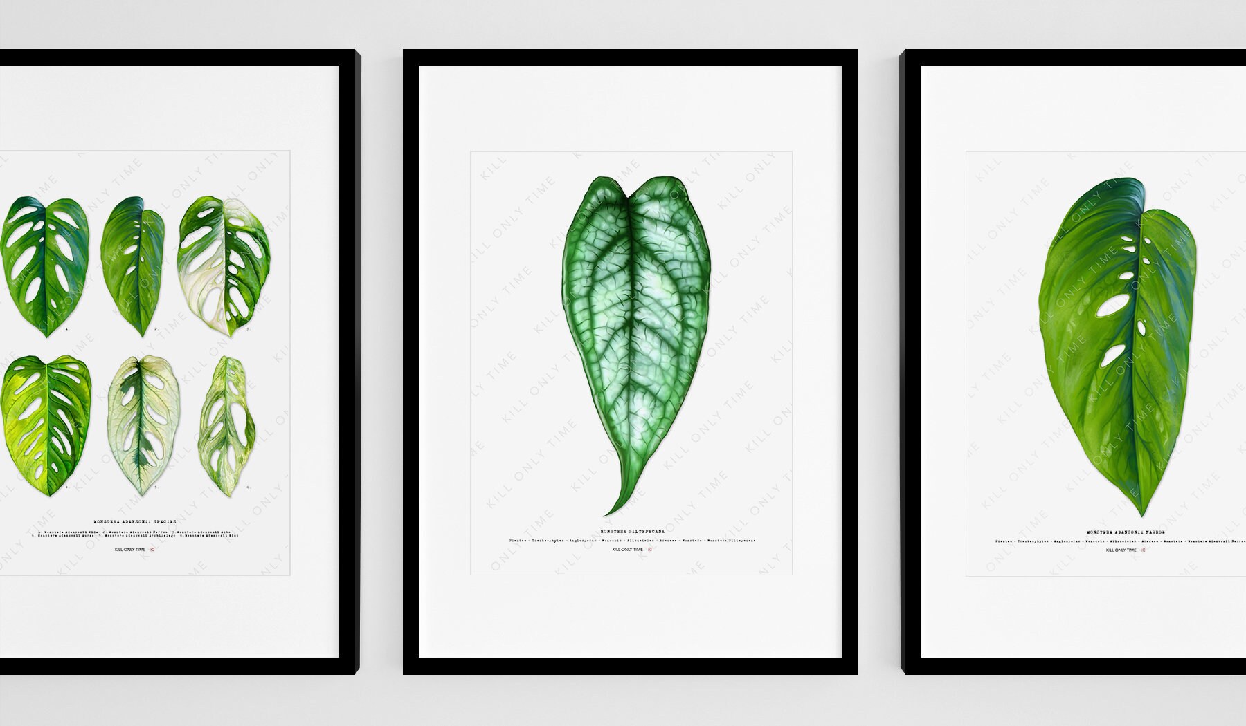 Monstera Siltepecana Art Print Monstera Print House Plant - Etsy