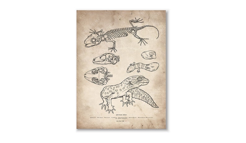 Leopard Gecko Skeleton Wall Art, Gecko Skull Drawing Print, Reptile ...