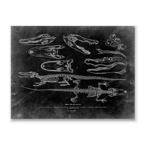 American Alligator Skeleton Wall Art, Reptile Vintage Antique Poster ...