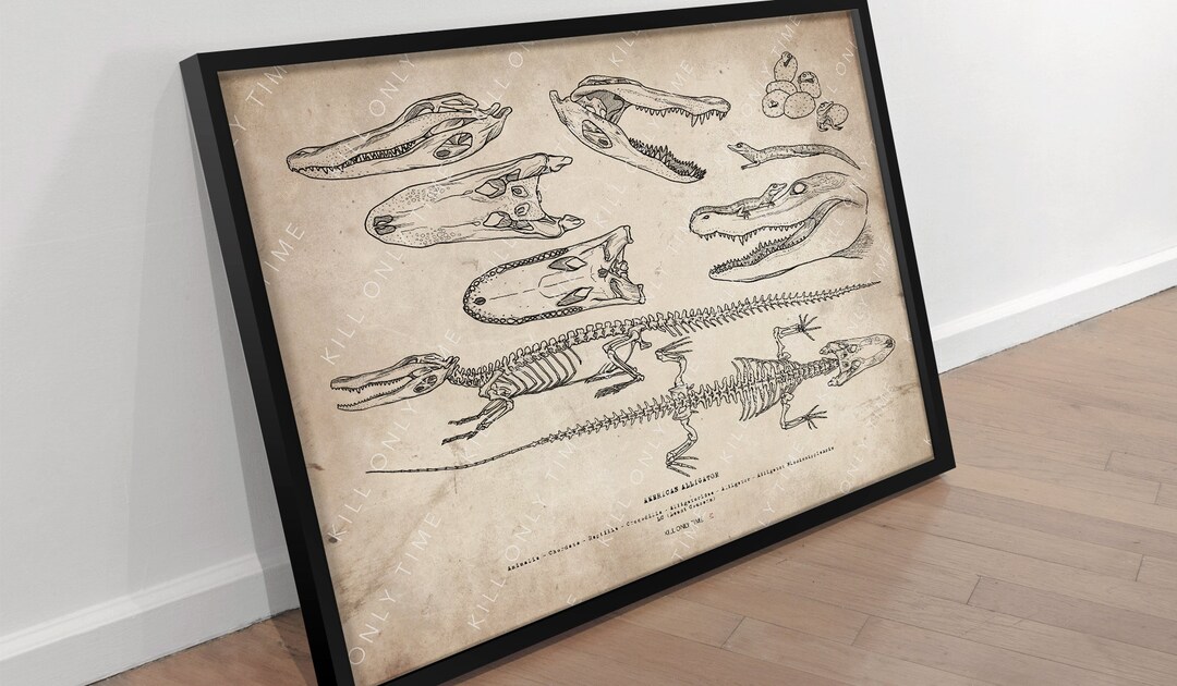 American Alligator Skeleton Wall Art, Reptile Vintage Antique Poster ...