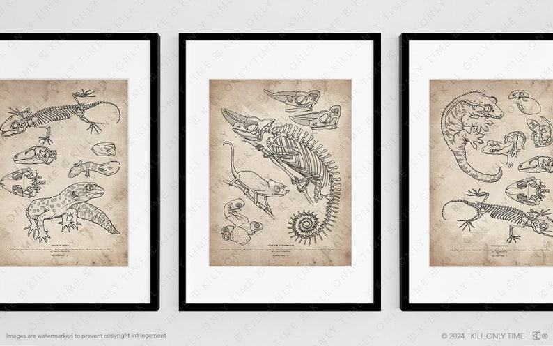 Jackson's Chameleon Skeleton Wall Art Trioceros Chameleon Skull Drawing ...