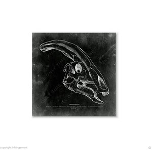 Parasaurolophus Skull Art Print, Vintage Dinosaur Skull Drawing ...