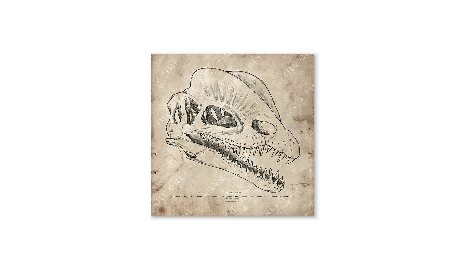 Dilophosaurus Skull Art Print - Vintage Antique Drawing Art Print ...