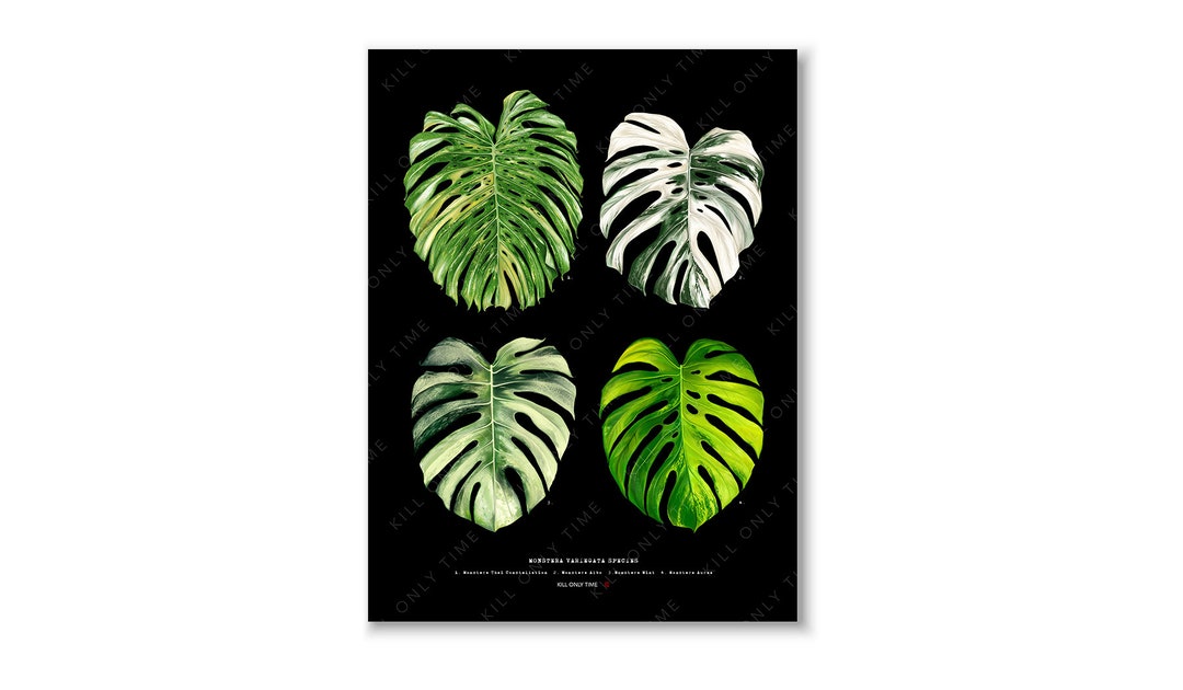 Variegated Monstera Species Art Print, Monstera Variegata, Monstera ...
