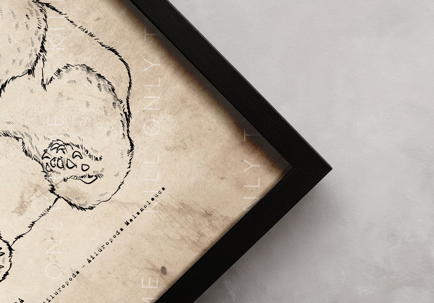 Giant Panda Skeleton Wall Art Chinese Panda Skull Drawing, Endangered ...