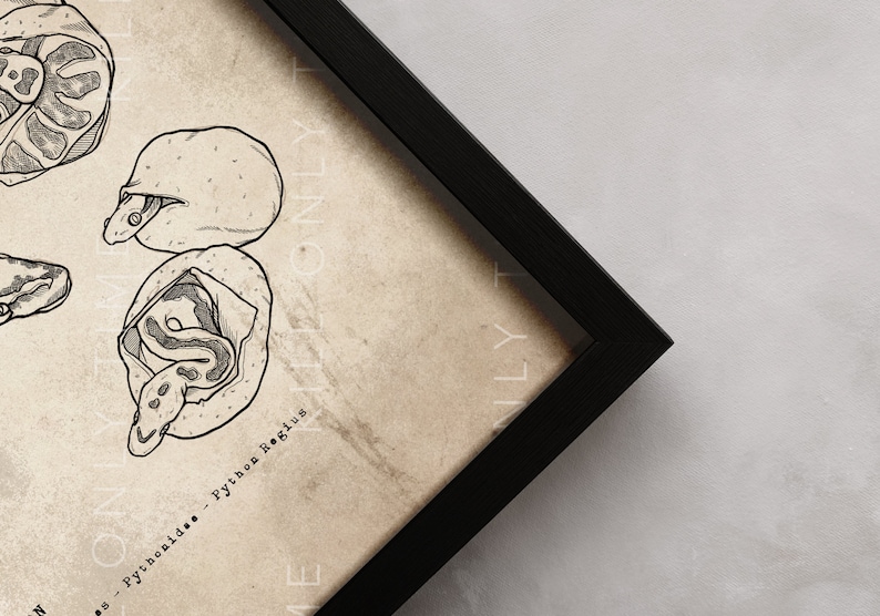 Ball Python Skeleton Wall Art, Snake Skull Drawing, Reptile Anatomical ...