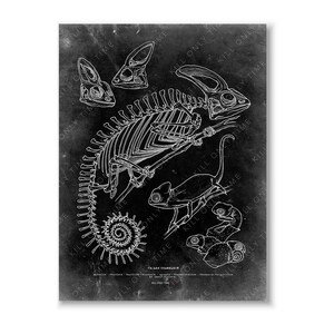 Veiled Chameleon Skeleton Wall Art, Chameleon Skull Drawing, Reptile ...