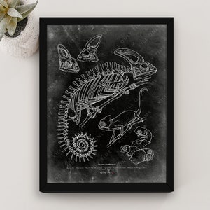 Veiled Chameleon Skeleton Wall Art, Chameleon Skull Drawing, Reptile ...
