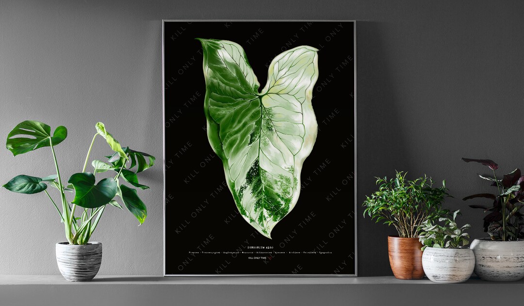 Syngonium Albo Wall Art, Variegated Syngonium Art Print, Botanical ...