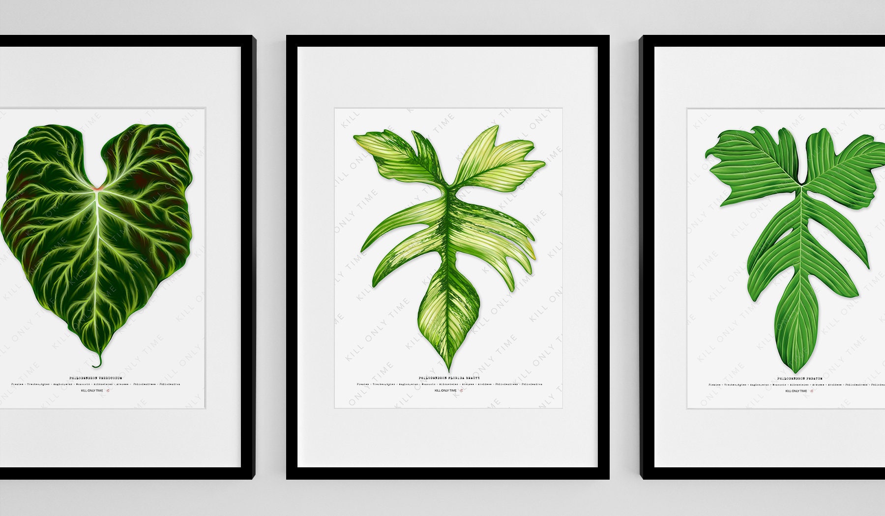 Philodendron Florida Beauty Wall Art Variegata Leaf, Drawing Art Print ...