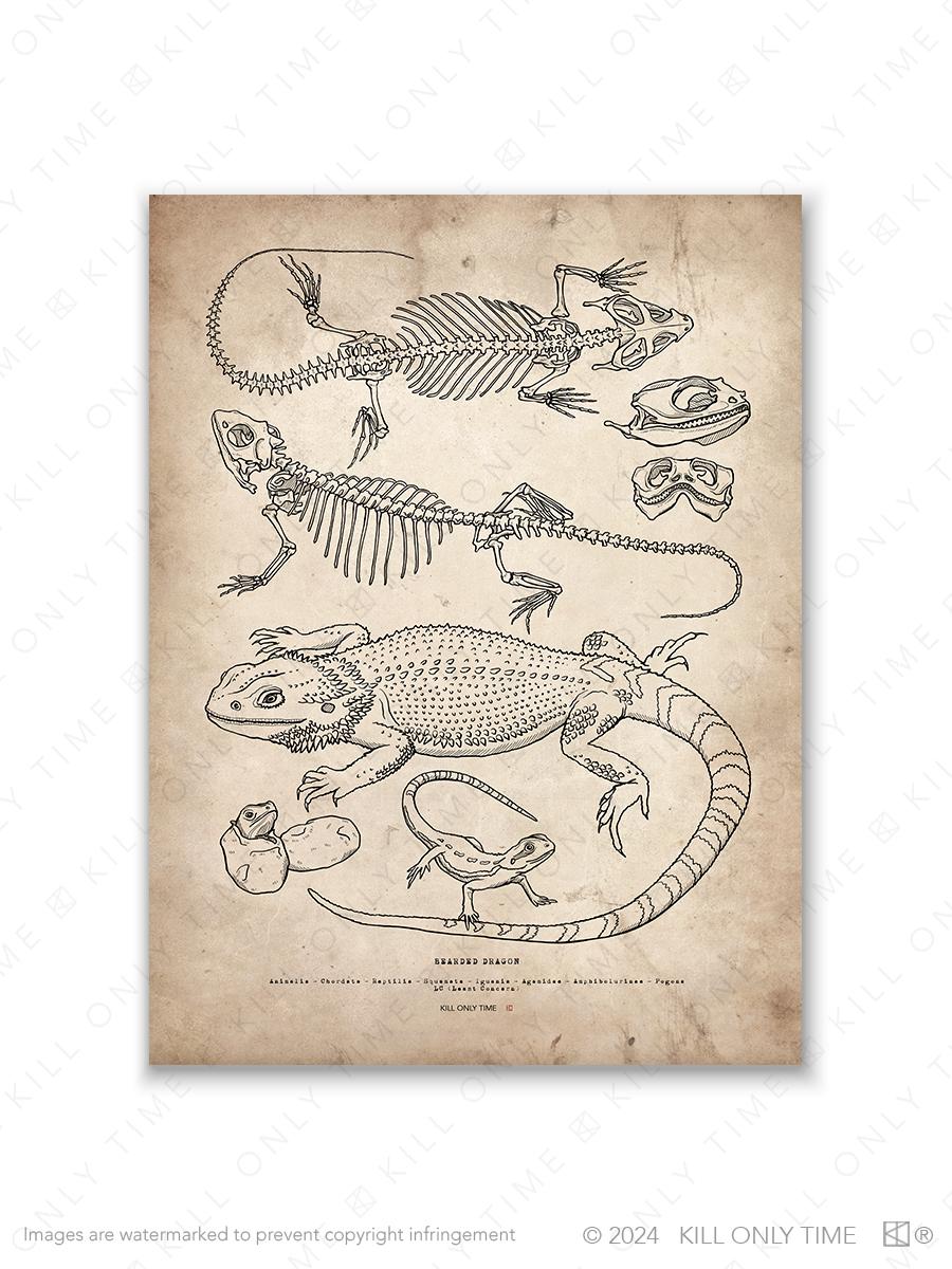 Bearded Dragon Skeleton Art Print: Hand-drawn Vintage-style Scientific ...