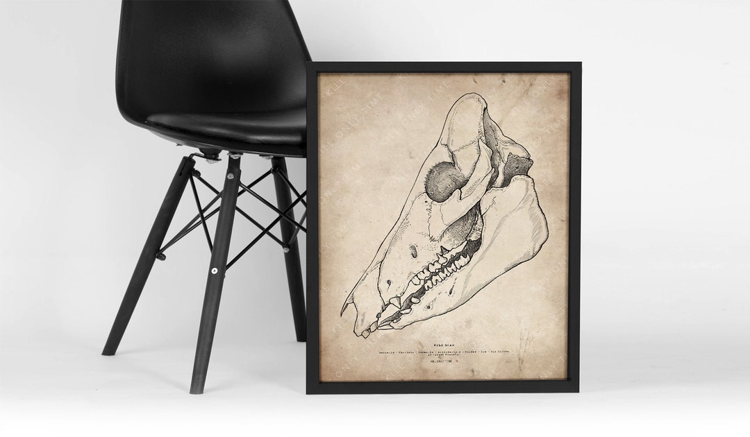 Wild Boar Skull Art Print - Wild Pig Skeleton Drawing, Farm Animal ...