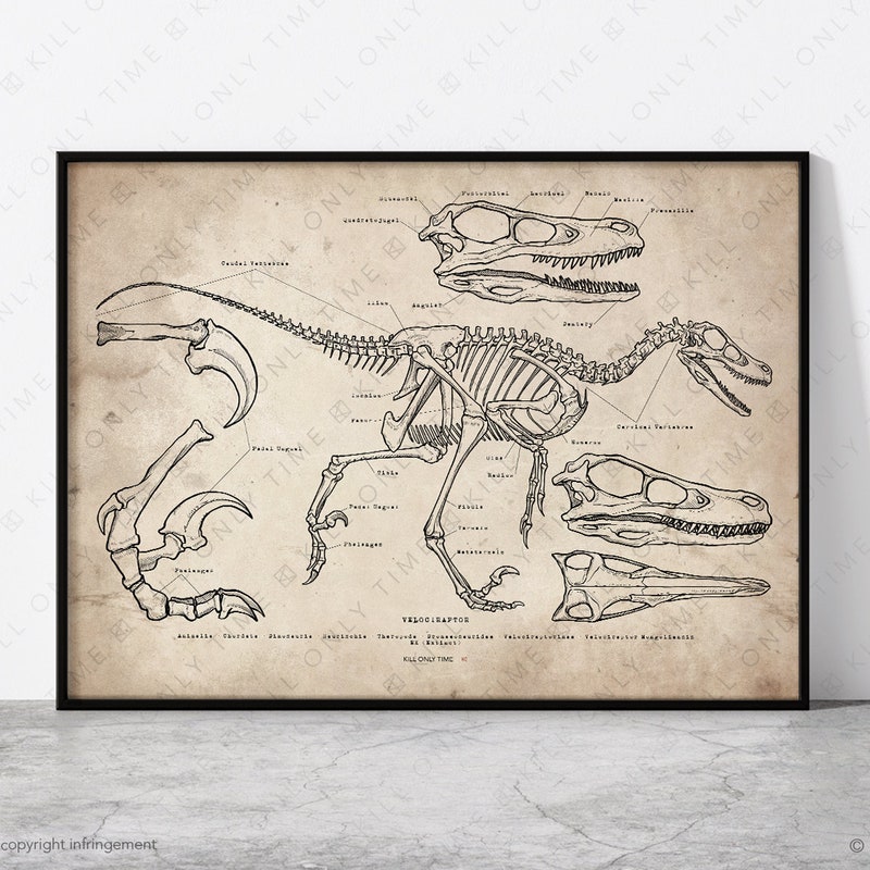 Anatomical Hand Poster - Etsy