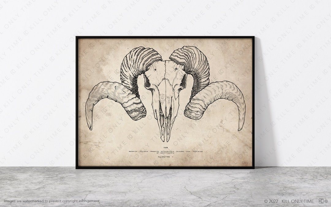 Ram Skull Wall Art, Bighorn Ram Sheep Skeleton Poster, Farm Animal ...