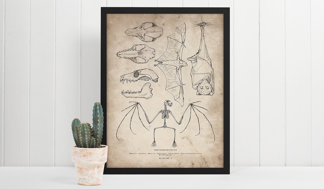Flying Fox Skeleton Wall Art, Vintage Flying Fox Bat Poster, Fruit Bat ...