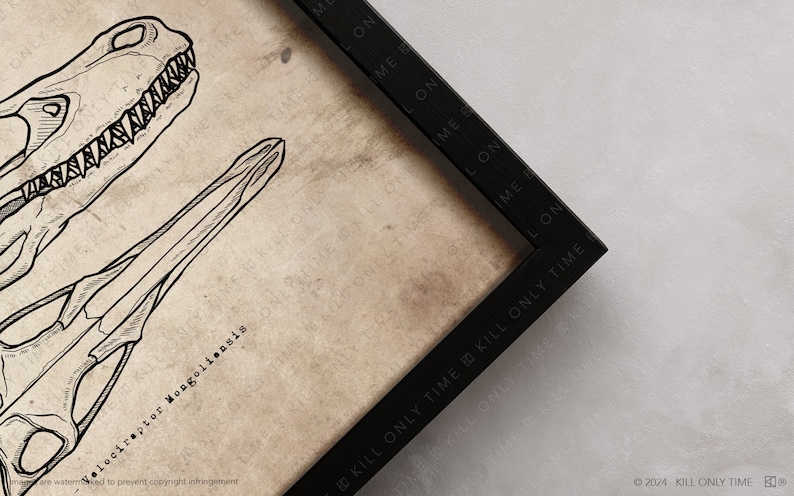 Velociraptor Skeleton Wall Art Dinosaur Skull, Jurassic Fossil Art ...