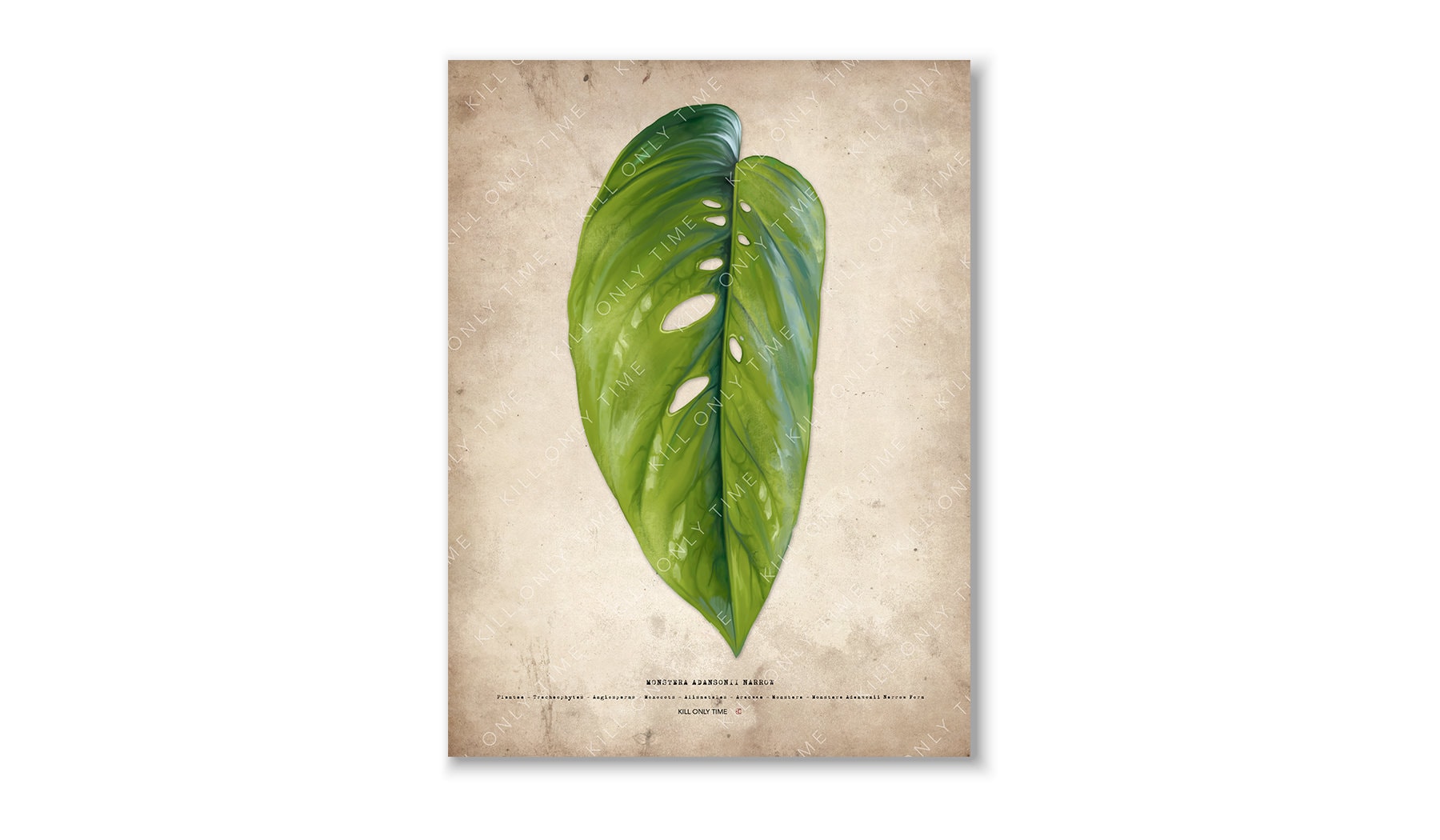 Monstera Adansonii Narrow Form Art Print Vintage Antique - Etsy