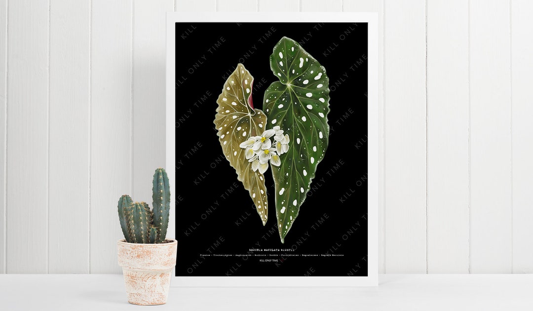 Begonia Maculata Wightii Wall Art, Begonia Botanical Illustration ...