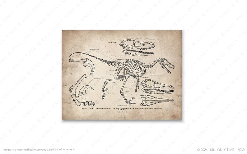 Velociraptor Skeleton Wall Art Dinosaur Skull, Jurassic Fossil Art ...