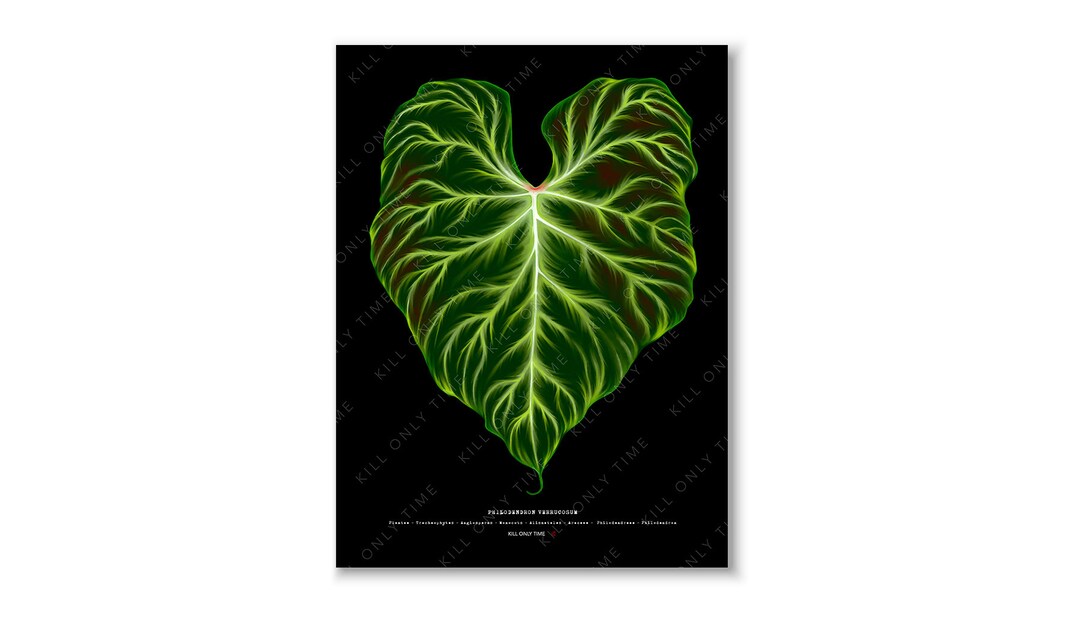 Philodendron Verrucosum Wall Art Philodendron Art Print, House Plant ...