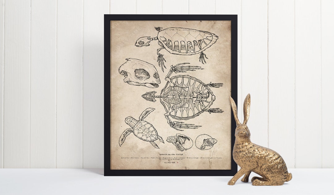 Hawksbill Sea Turtle Skull Wall Art, Vintage Antique Turtle Drawing Art ...