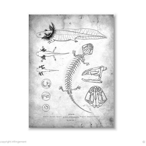 Axolotl Skeleton Art Print, Axolotl Skull Drawing, Anatomical Wall Art ...