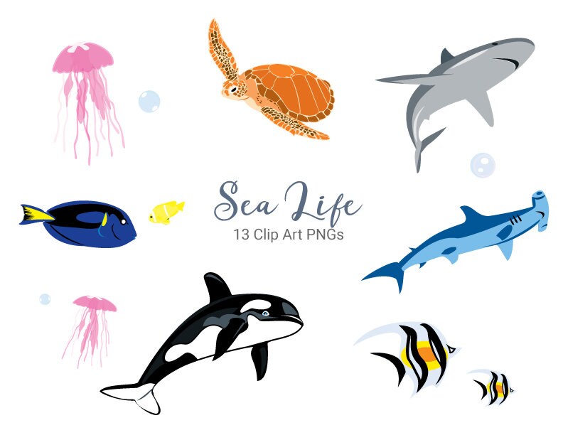Clip Art Sea Life 9 Ocean Animals Clip Art Pngs Digital Download - Etsy